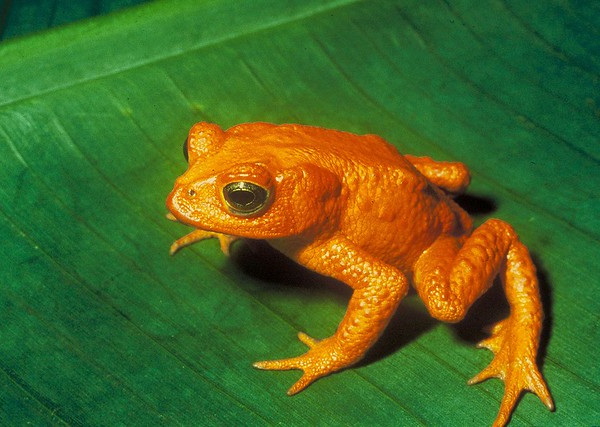 Warts & All: The World's 7 Most Amazing Toads - WebEcoist