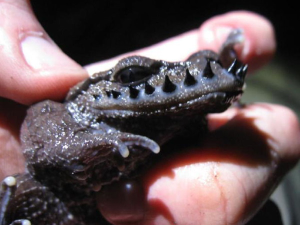 Warts & All: The World's 7 Most Amazing Toads - Page 2 of 3 - WebEcoist