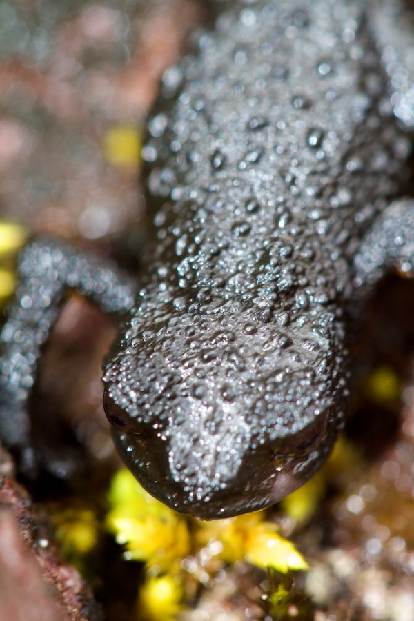Warts & All: The World's 7 Most Amazing Toads - Page 3 of 3 - WebEcoist