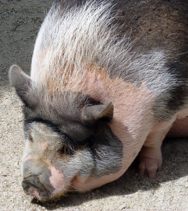 Critter-cal Mass: 7 Amazingly Obese Zoo Animals - Page 2 of 3 - WebEcoist