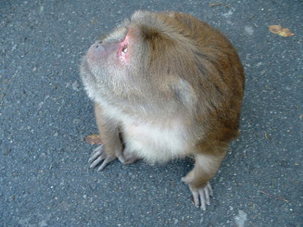 Critter-cal Mass: 7 Amazingly Obese Zoo Animals - WebEcoist