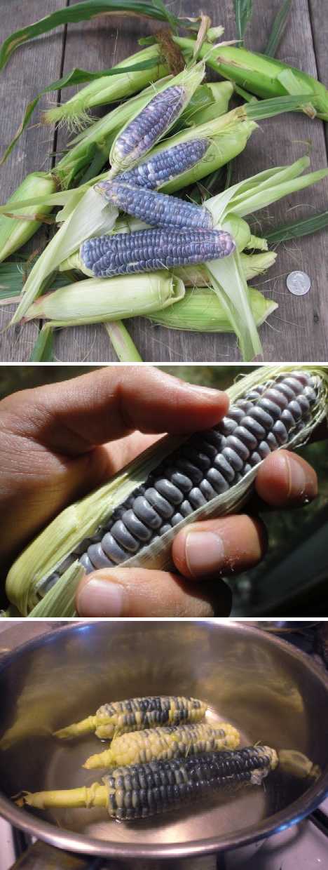 Oh My Cob! 7 Amazing Colorful Corn Varieties - WebEcoist