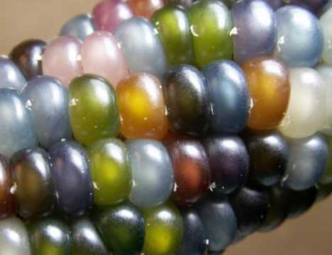 Oh My Cob! 7 Amazing Colorful Corn Varieties - WebEcoist