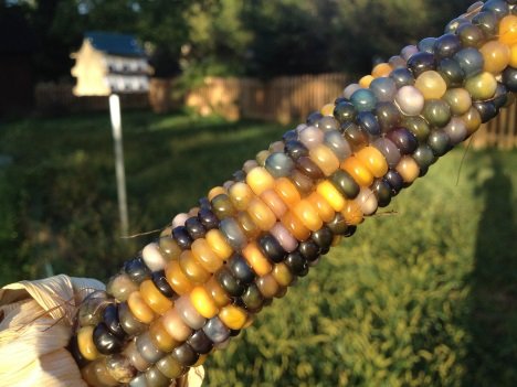 Oh My Cob! 7 Amazing Colorful Corn Varieties - WebEcoist