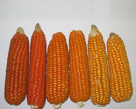 Oh My Cob! 7 Amazing Colorful Corn Varieties - Page 2 of 2 - WebEcoist