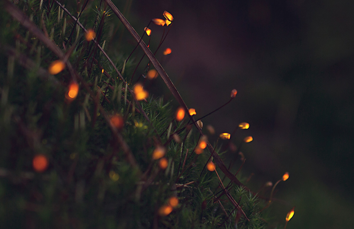 Glowing Frogs and Fiery Moss: Amazing Bioluminescent Forest - WebEcoist