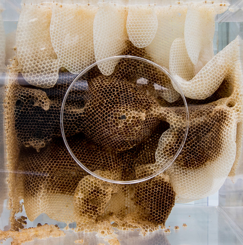 Living Sculptures: Bees Manipulated to Create Artistic Forms - WebEcoist