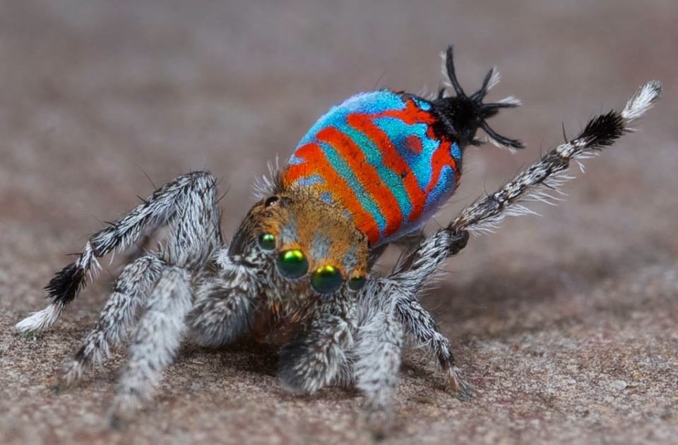 Meet Sparklemuffin and Skeletorus, Two New Spider Species - WebEcoist