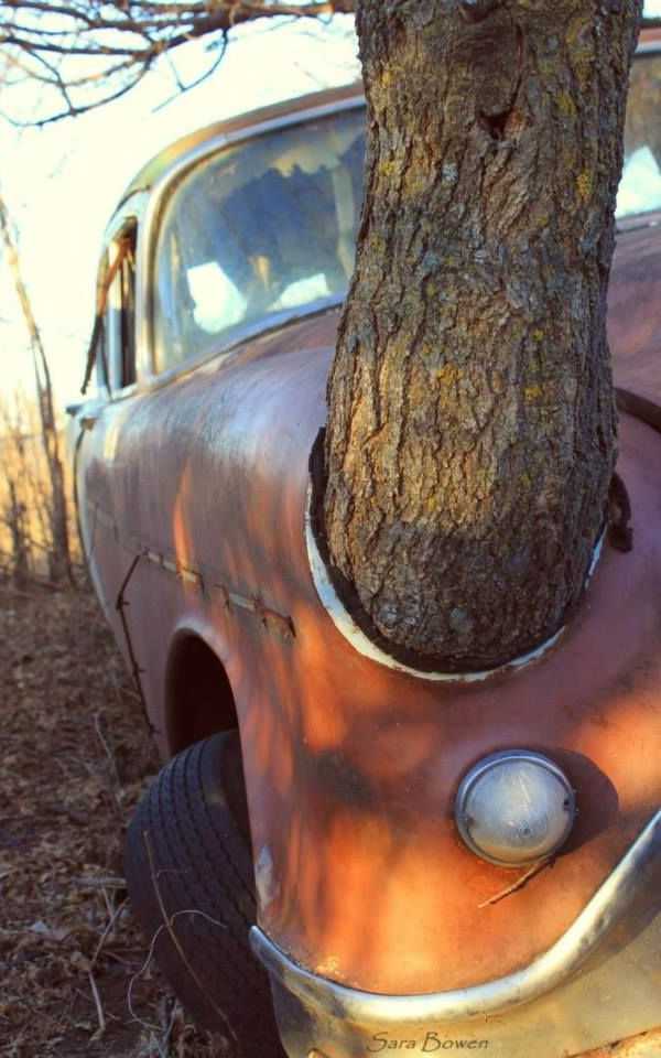 Trunk Driving: Tree-Colonized Abandoned Vehicles - WebEcoist