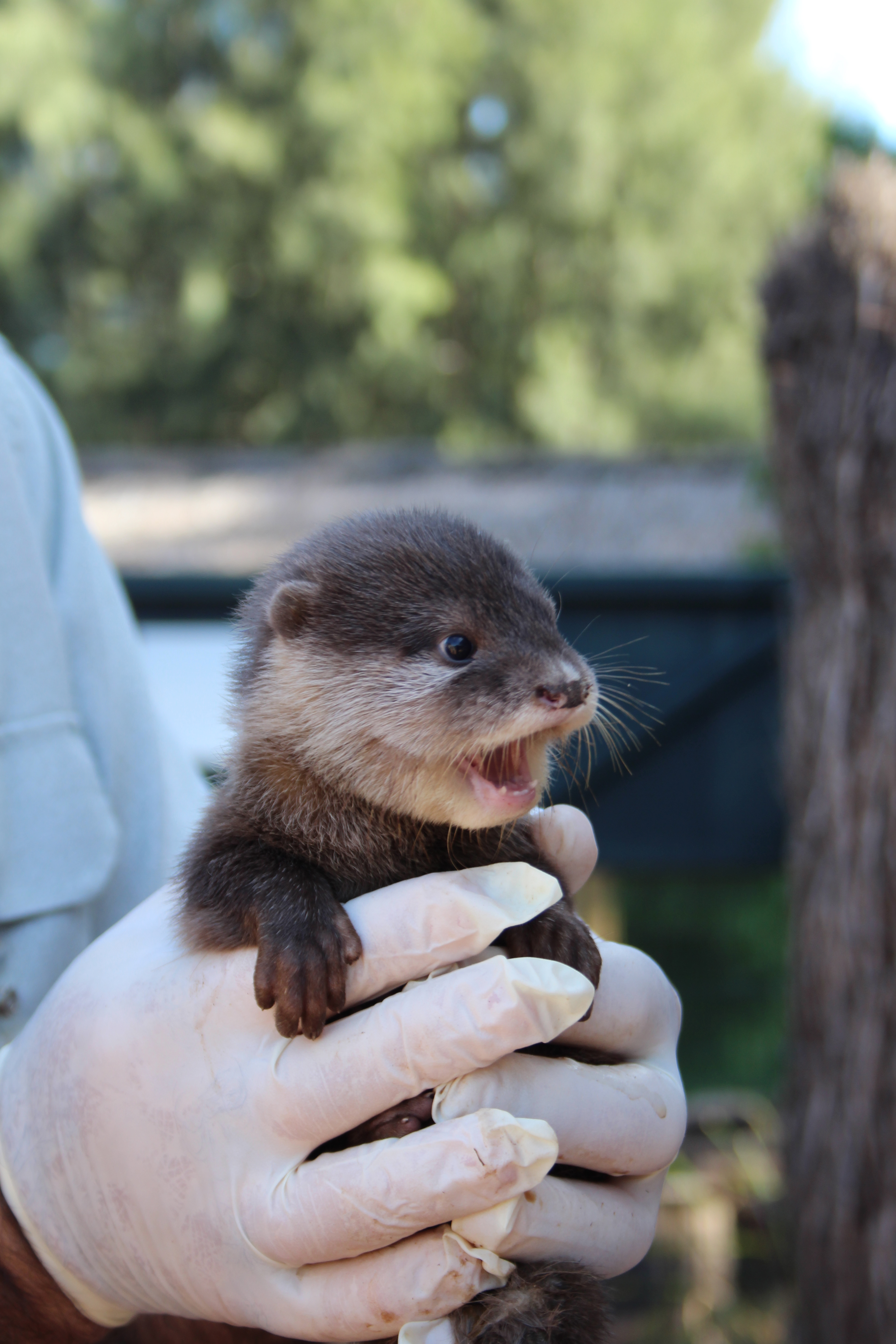 Daily Dose of Cute: 10 Most Squeal-Worthy Baby Animals - WebEcoist