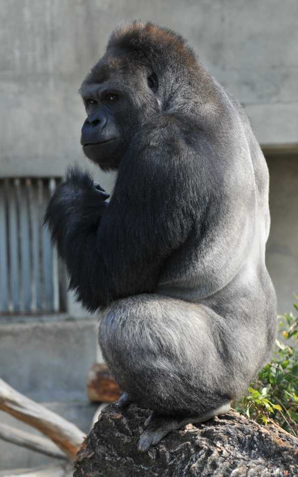Meet Shabani, Japan's Most Handsome Gorilla - WebEcoist