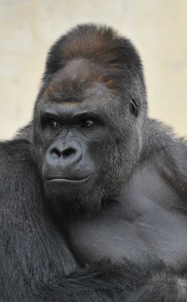 Meet Shabani, Japan's Most Handsome Gorilla - WebEcoist