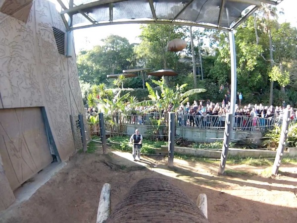Elephant GoPro Provides A Pachyderm's POV - WebEcoist