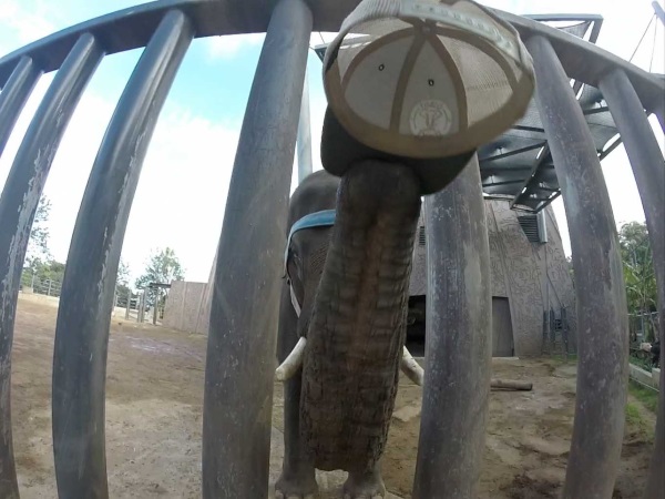 Elephant GoPro Provides A Pachyderm's POV - WebEcoist