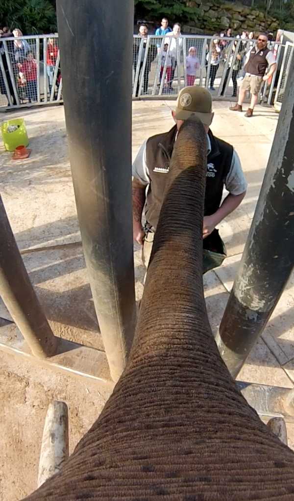 Elephant GoPro Provides A Pachyderm's POV - WebEcoist