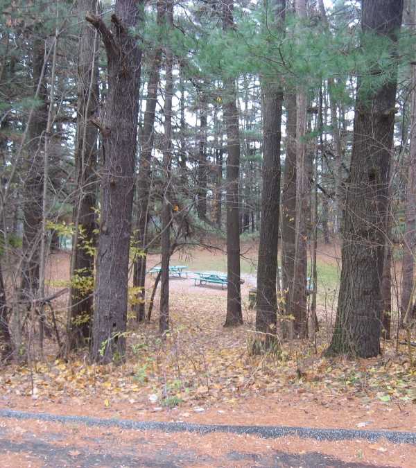 White Pine Fever: The Studebaker Tree Sign - WebEcoist