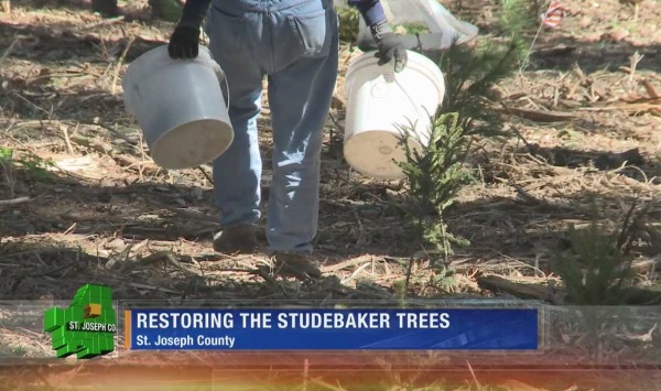 White Pine Fever: The Studebaker Tree Sign - Page 2 of 2 - WebEcoist