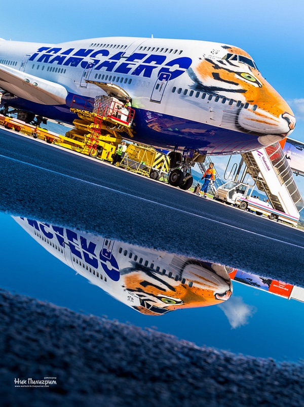 Tiger Face Jet Supports Endangered Big Cats - WebEcoist