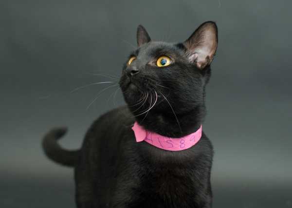 Black Cat Project Lets Overlooked Cats Shine - WebEcoist