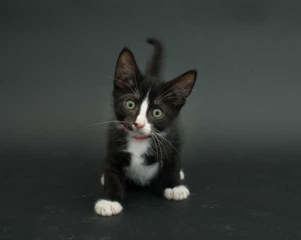 Black Cat Project Lets Overlooked Cats Shine - WebEcoist