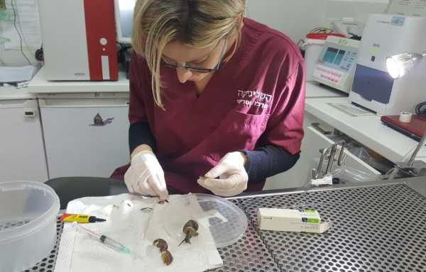 Swell Shell: Stepped-On Snail's Surgery A Success - WebEcoist