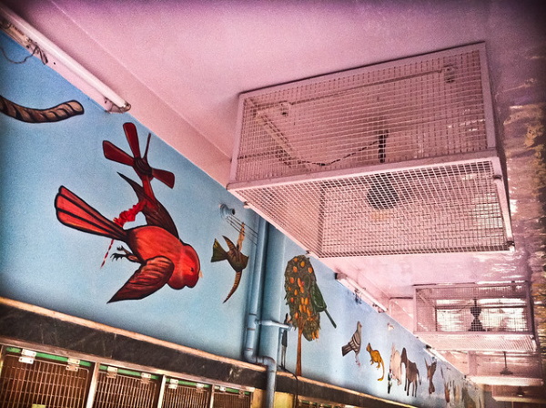 Art Of The Heal: Macabre Murals Of The Jain Bird Hospital - WebEcoist