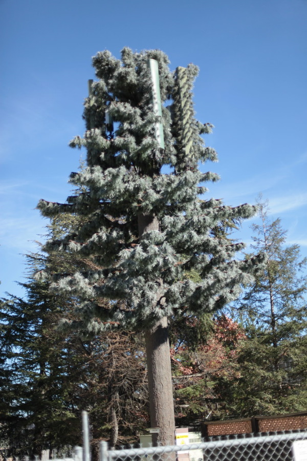 Fronds With Benefits: 10 Artificial Cellular Tower Trees - WebEcoist
