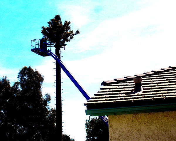 Fronds With Benefits: 10 Artificial Cellular Tower Trees - WebEcoist