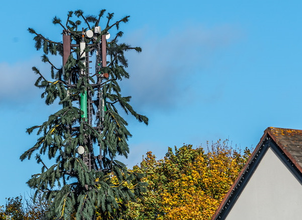 Fronds With Benefits: 10 Artificial Cellular Tower Trees - WebEcoist