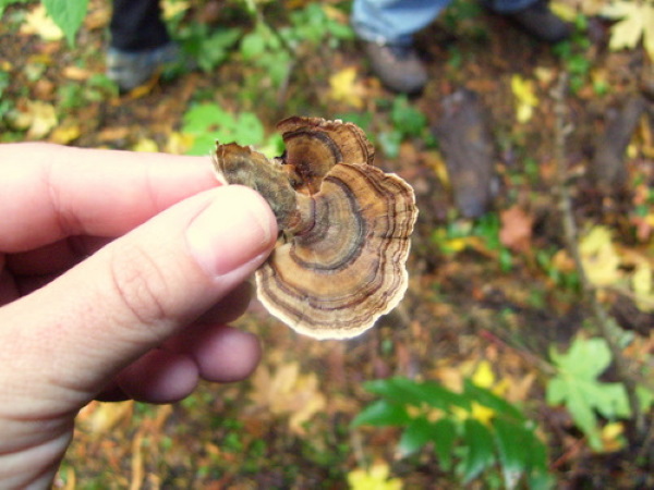 Shrooms With a View: 10 Strange & Beautiful Mushrooms - WebEcoist