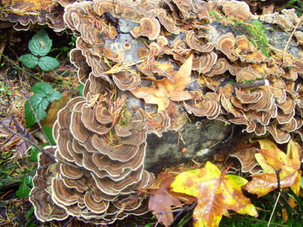 Shrooms With a View: 10 Strange & Beautiful Mushrooms - WebEcoist