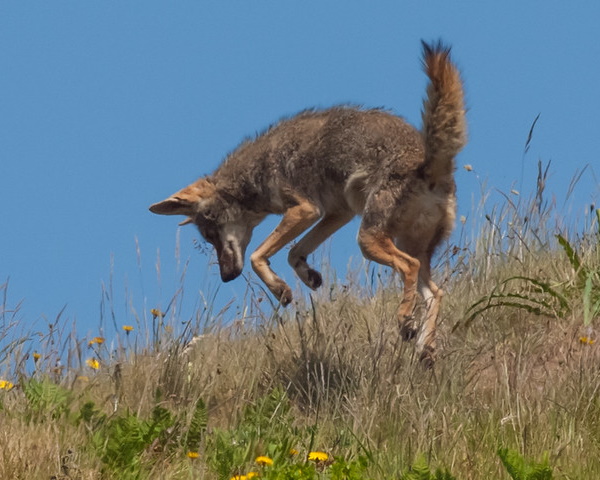 Howl Be Back: The Top 7 Amazing Coyotes - WebEcoist