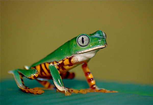 Getting Their Kicks: The World’s 7 Most Amazing Frogs - WebEcoist