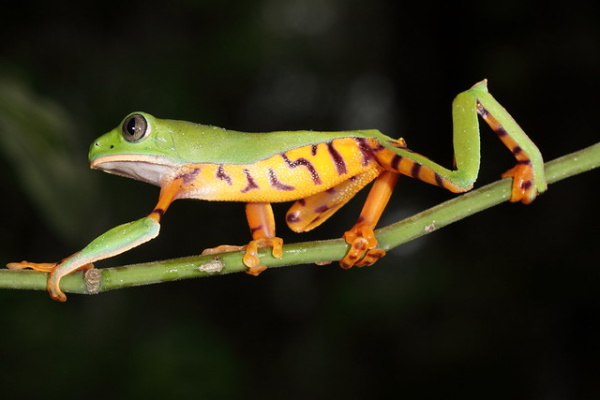 Getting Their Kicks: The World’s 7 Most Amazing Frogs - WebEcoist