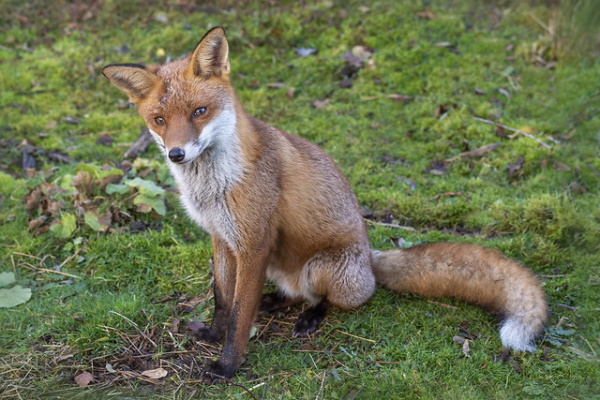 On The Run: The World's 7 Most Amazing Foxes - WebEcoist
