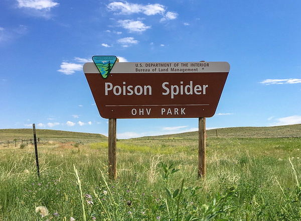 Web Beware: 7 Fang-tastic Spider Signs - WebEcoist