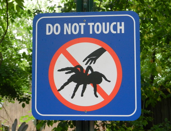 Web Beware: 7 Fang-tastic Spider Signs - WebEcoist