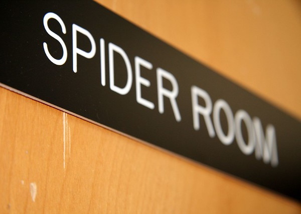 Web Beware: 7 Fang-tastic Spider Signs - WebEcoist