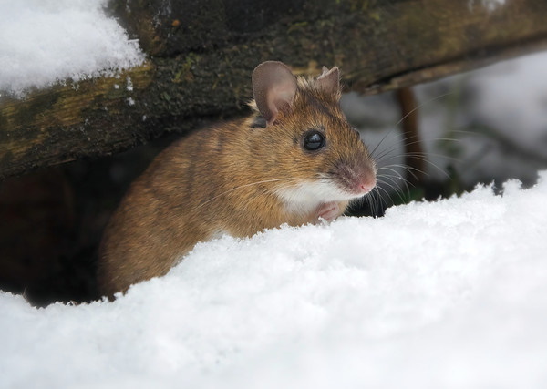 Goodbye & Good Rodents: The World's 7 Most Amazing Mice - WebEcoist