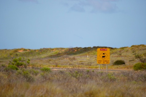 Off Fence: 8 Way Out There 'Stray Animals' Signs - WebEcoist
