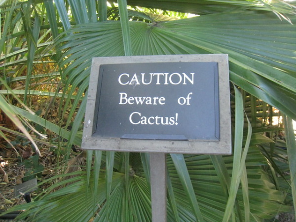 Prickly Wiggly: 10 Spine-Tingling Cactus Warning Signs - WebEcoist