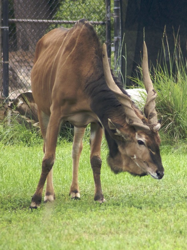 Horns Aplenty: The World's 7 Most Amazing Antelopes - WebEcoist