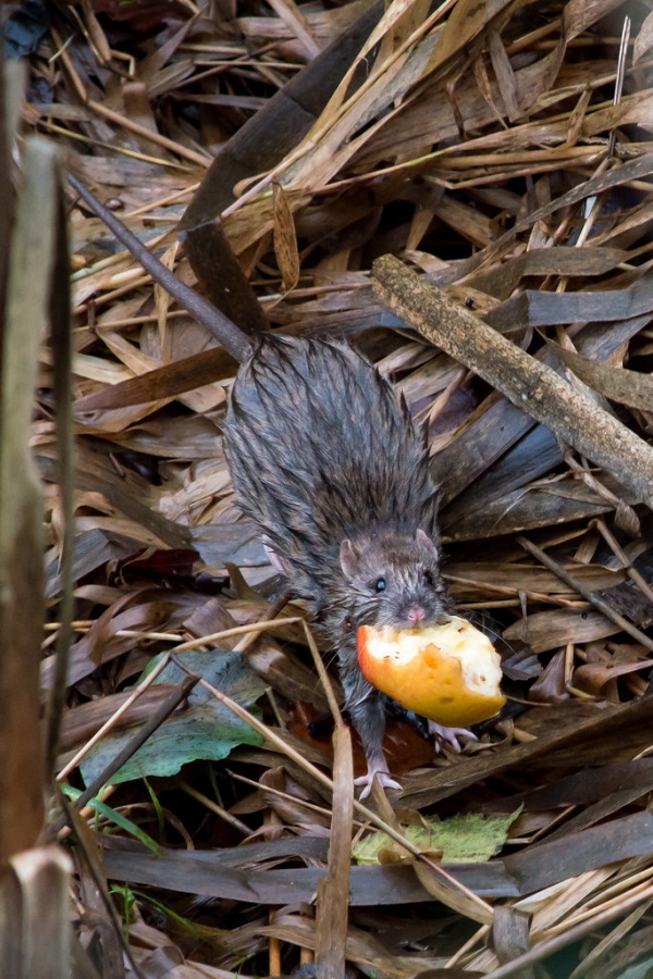 Rodent It Be Nice: The World's 7 Most Amazing Rats - WebEcoist