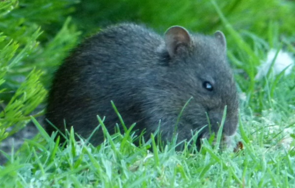 Rodent It Be Nice: The World's 7 Most Amazing Rats - Page 2 of 2 ...