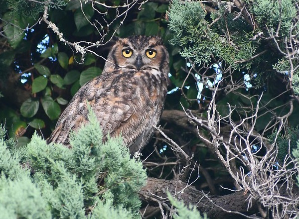 Owl Rise: The World's 7 Most Amazing Owls - WebEcoist