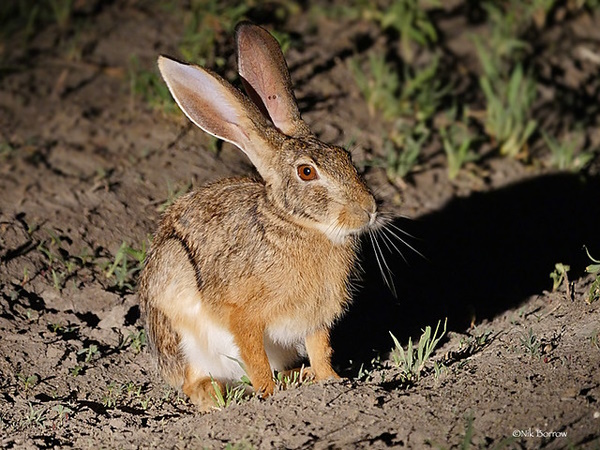 Leap Service: The World's 7 Most Amazing Hares - WebEcoist